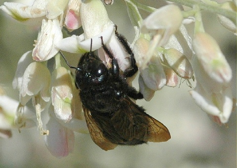 Valley Carpenter Bee, Xylocopa varipuncta